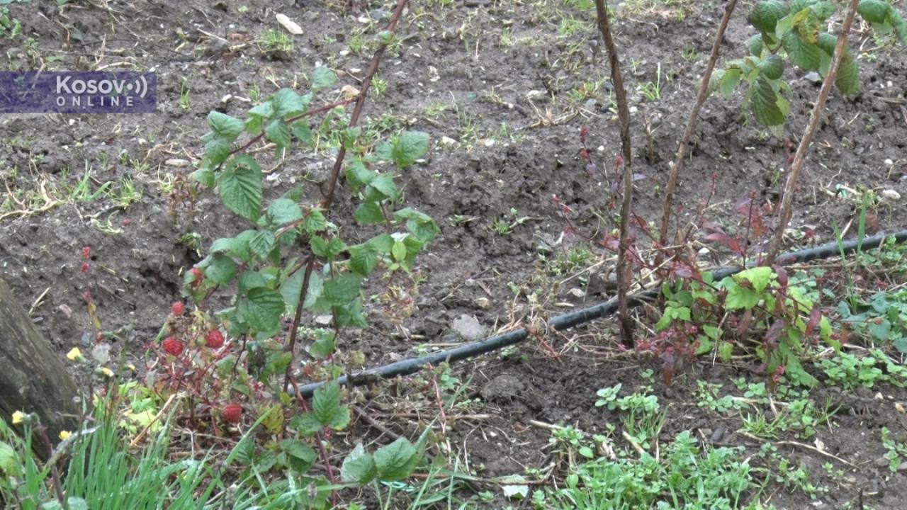 Počela priprema malinjaka za zimu u Štrpcu - Kosovo Online