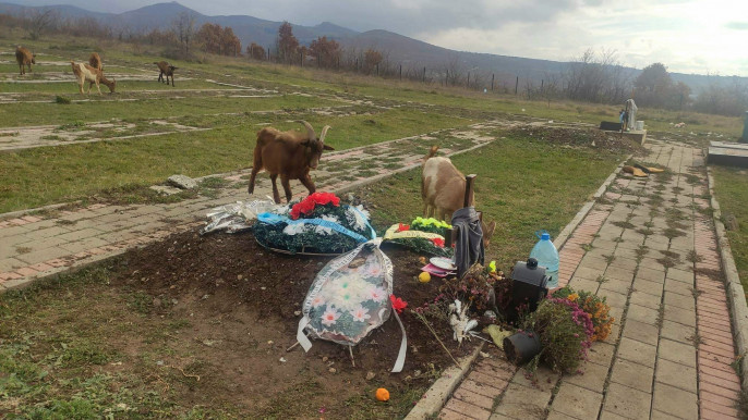 Albanac napasa stoku na pravoslavnom groblju u Gračanici - Kosovo Online