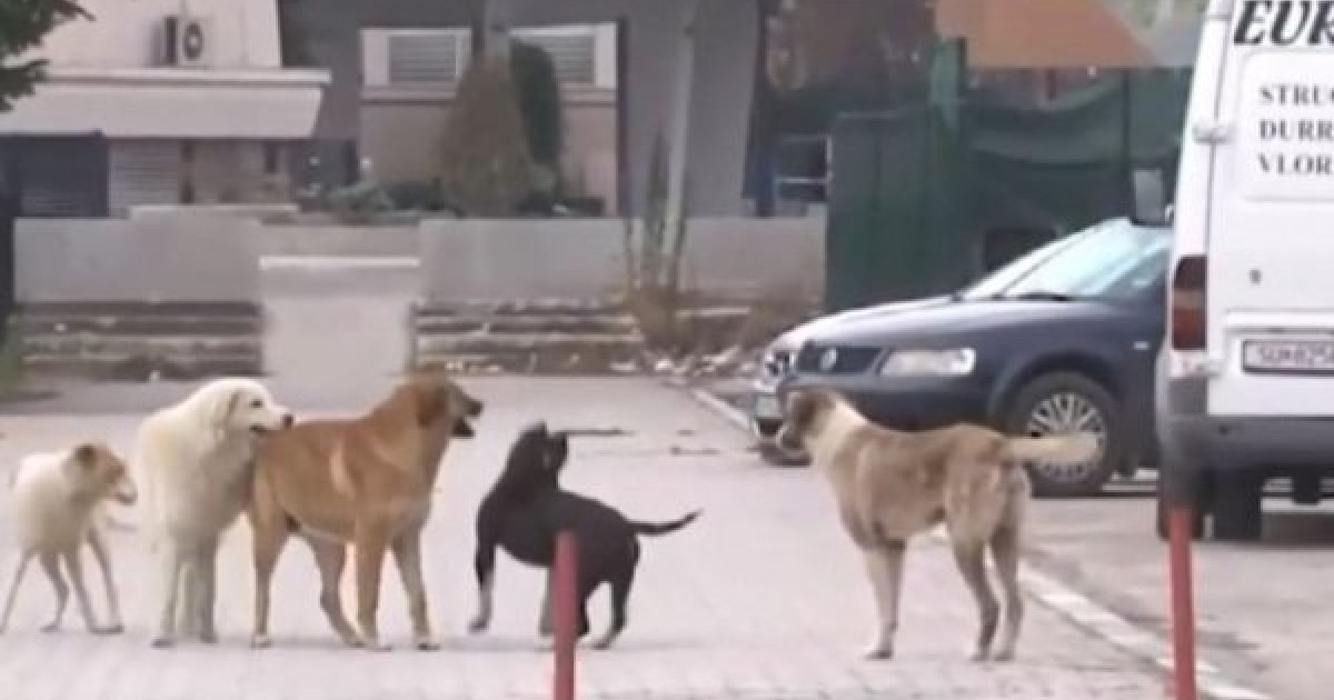 Policija ubila psa koji je napao učenika osnovne škole u selu kod Suve ...